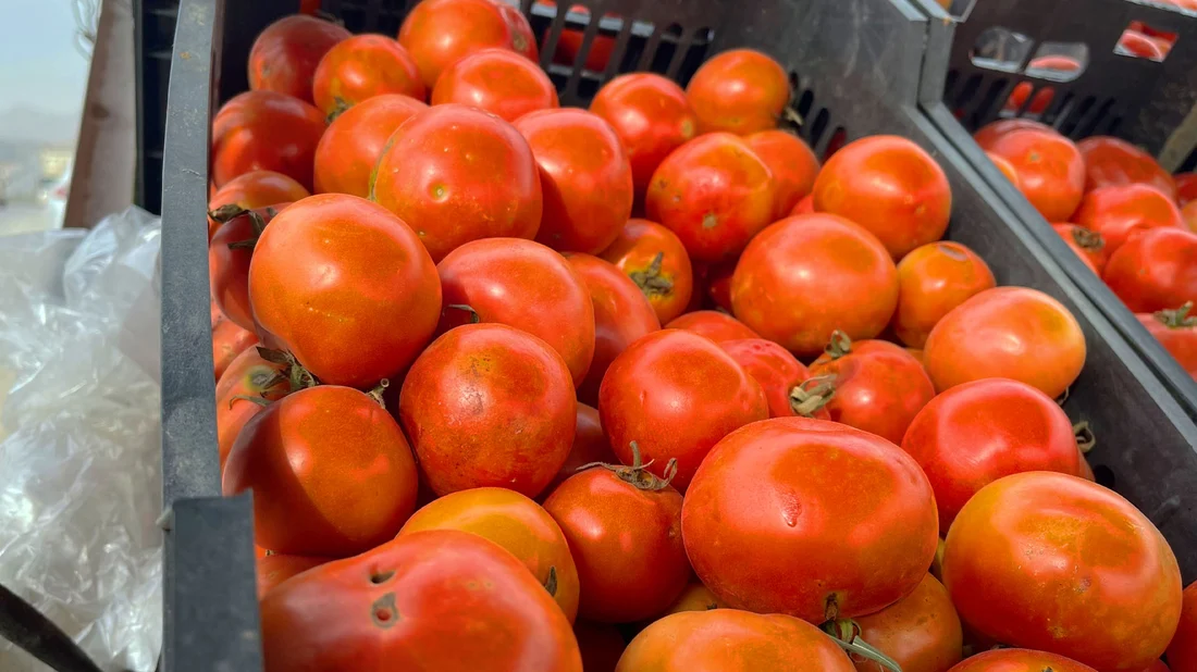 KRG bans imports of tomatoes in favors of Iraqi produce » 964media
