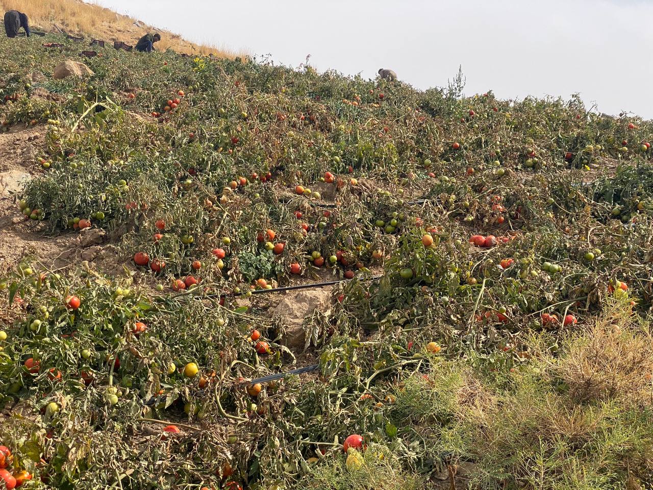 Early frost devastates tomato crops in Balakayati, leaving farmers with ...