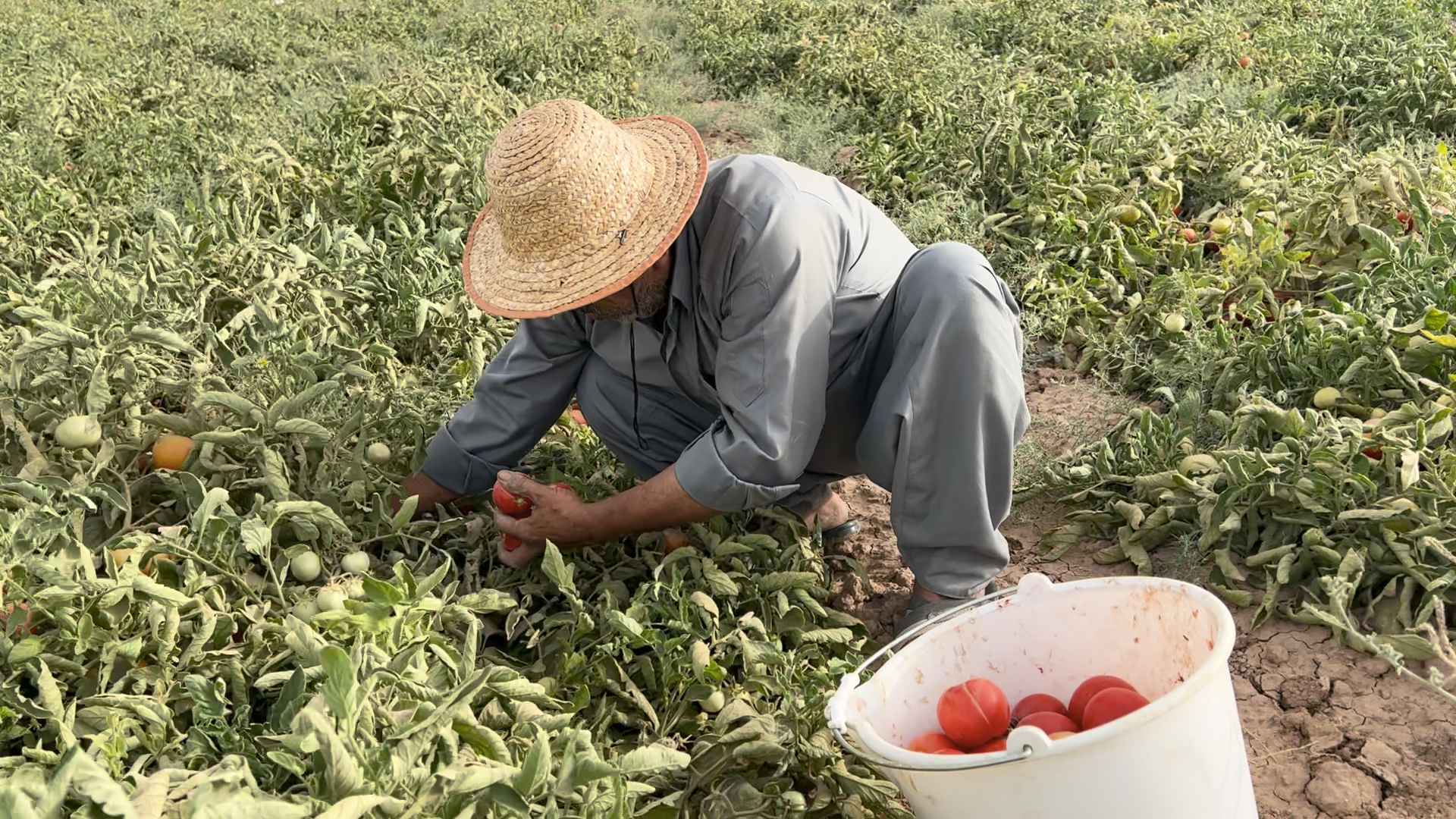 Daquq farmers see strong tomato harvests despite perceived lack of ...