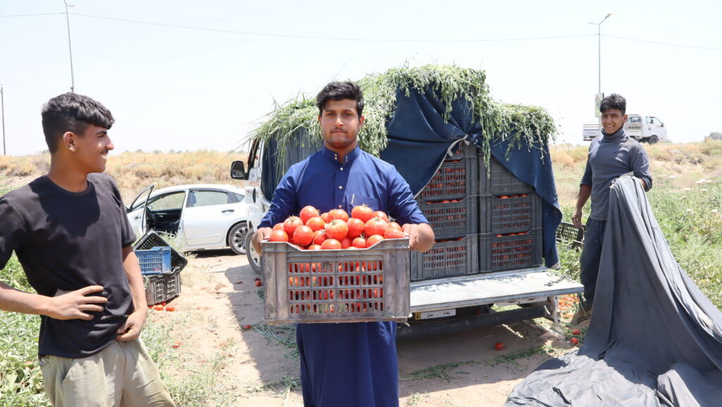Balad family harvests first crop of Kristina tomatoes after four-month ...